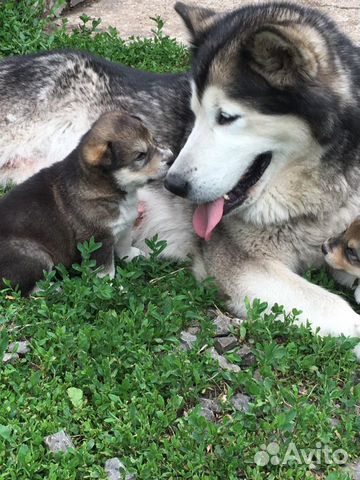 Аляскинский маламут щенки