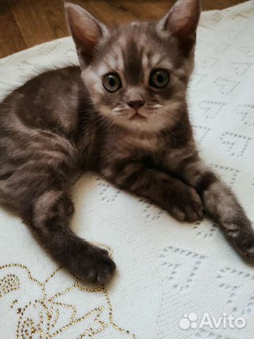 Шотландские прямоухие котята