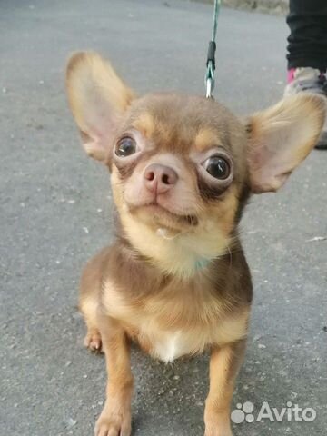 Мальчик мини