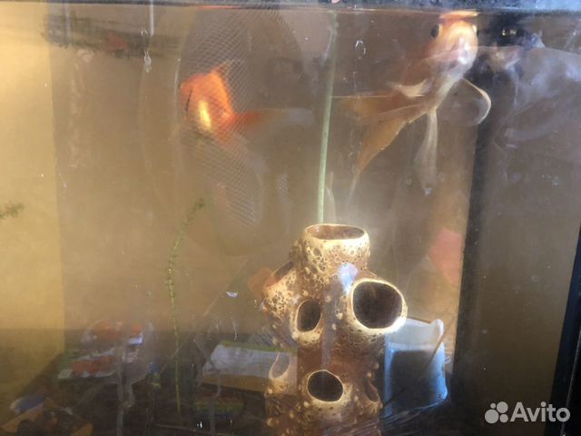 Аквариум и 3 рыбки