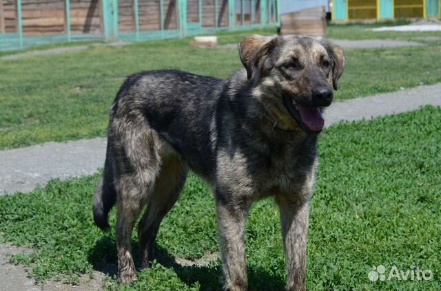 Дита в добрые руки