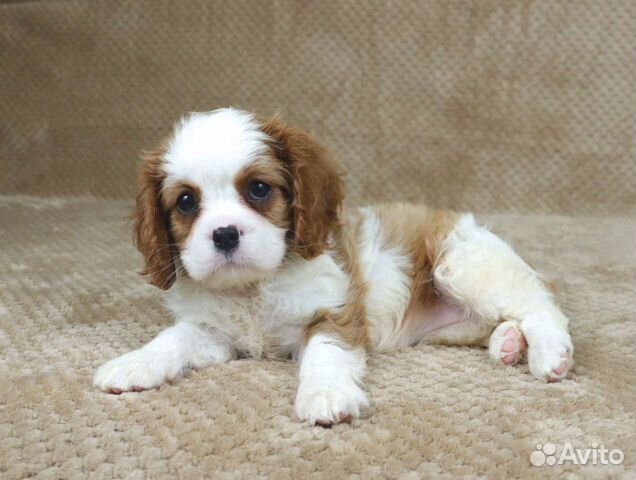 Малыши кавалер кинг чарльз спаниель