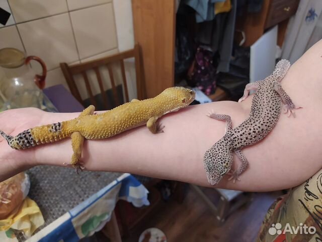 Эублефары и террариум