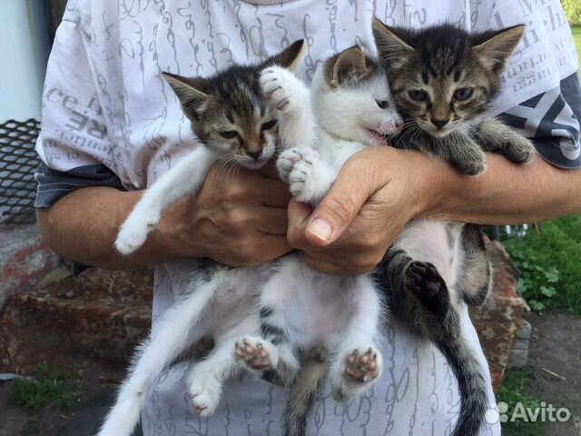 Котятп