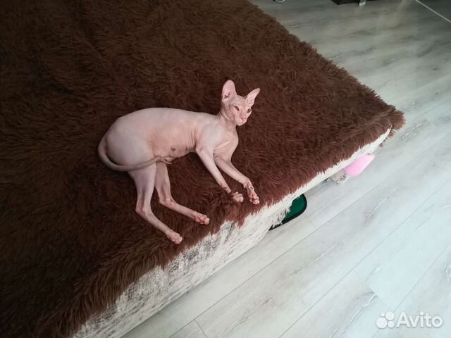 Ищем мальчика-сфинкса