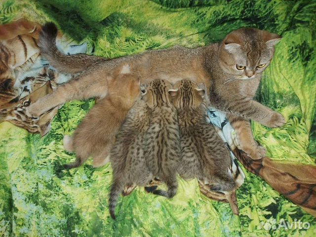 Котята шотлан вислоухой