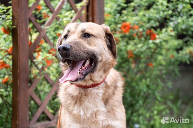 Стёпа ищет любящего хозяина