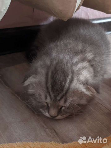 Кошки шотландцы вислоухие