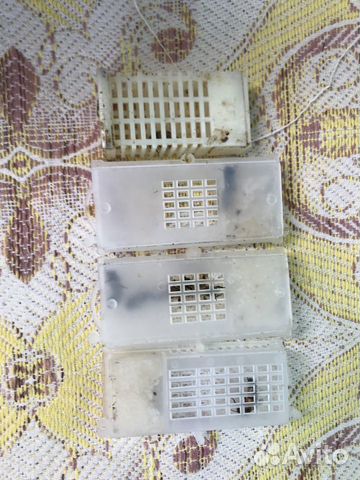 Матки пчелиные