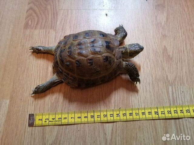 Черепаха сухопутная (самец)