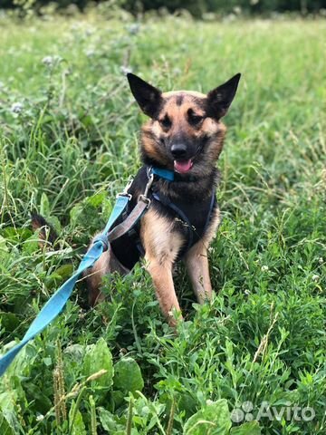 Собака в добрые руки