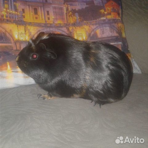 Морская свинка