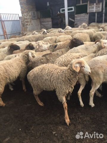 Продам Баранчиков 50 голов