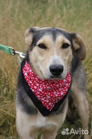 Собака Эмма ищет дом