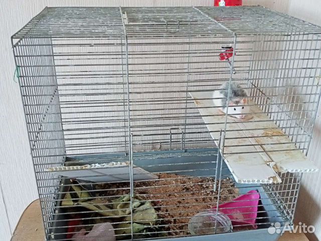 2 крысы с клеткой