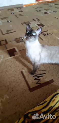 Кошка ищет котика