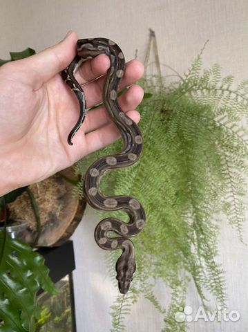 Императорский удав