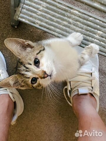 Кошка