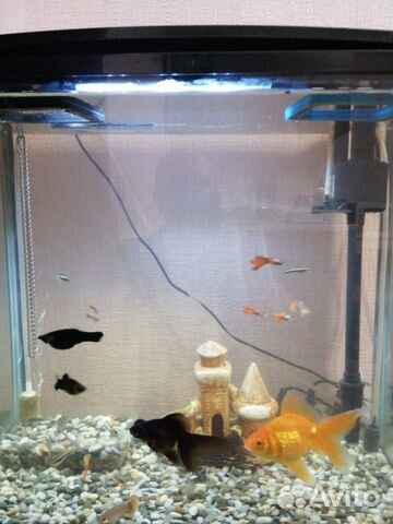 Аквариумные рыбки бесплатно