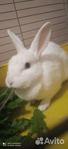 Отдам бесплатно в добрые руки кролика, мальчик 2 г