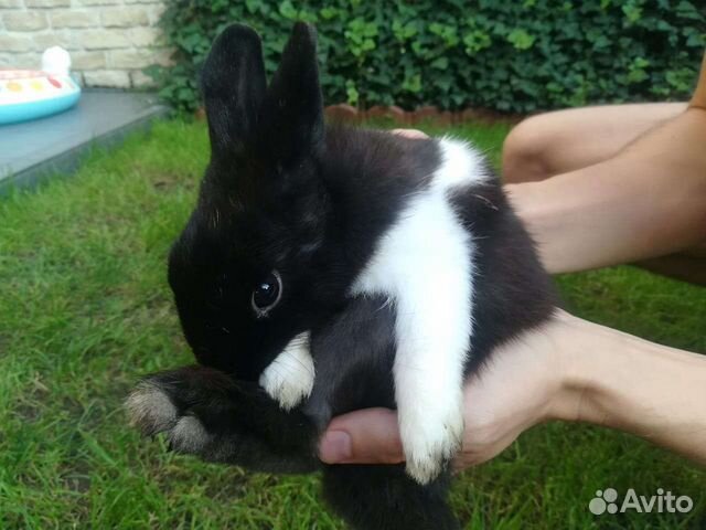 Карликовый кролик