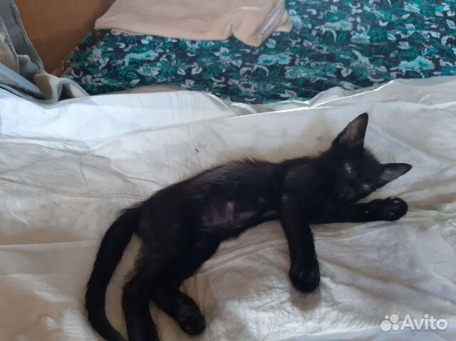 Котик ищет дом.Отдам в хорошие руки