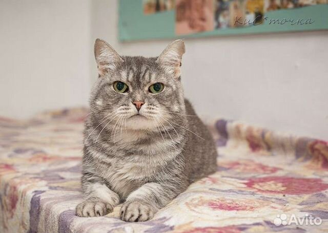 Котик фенотип британца