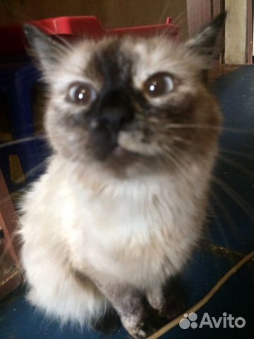 Тайская кошечка