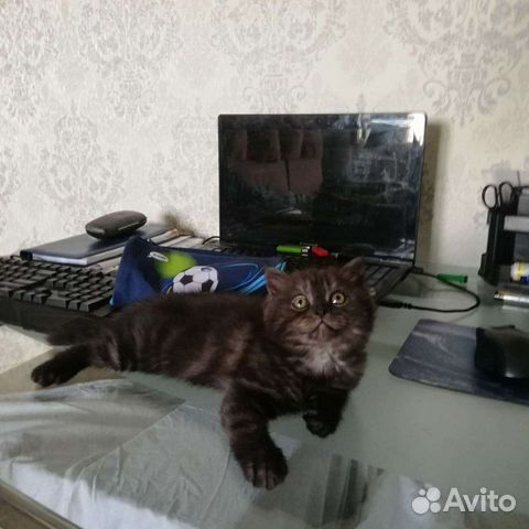 Породистый клубный котик. Шотландец