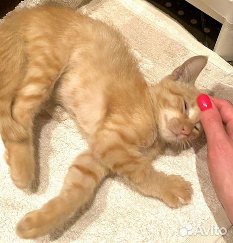 Котенок ищет дом