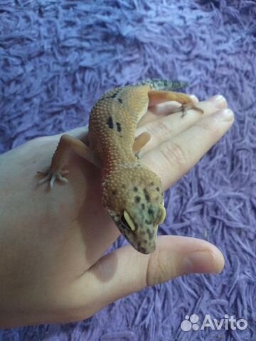 Геккон эублефар