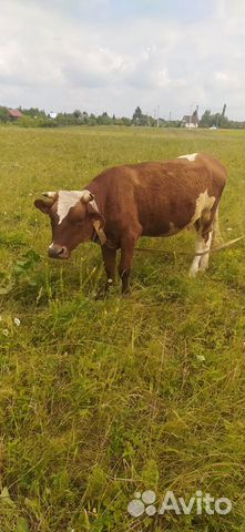 Корова дойная с теленком