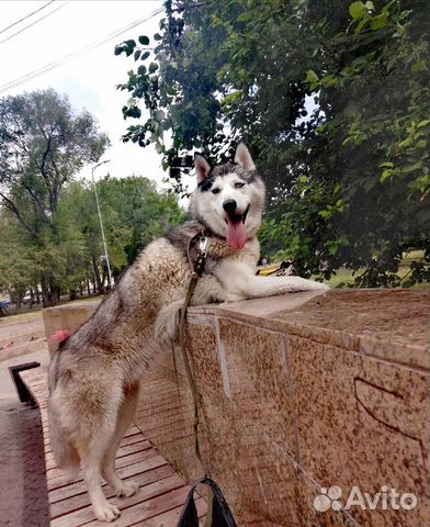 Кобель хаски вязка