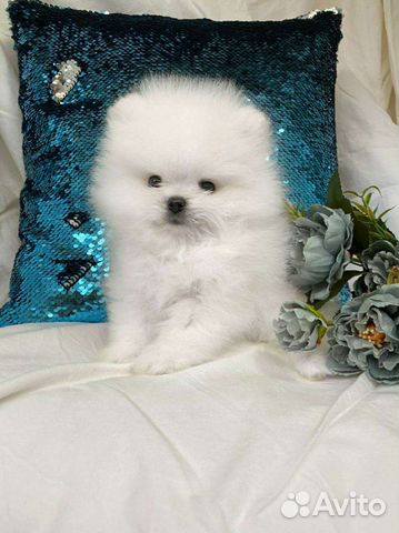 Шпиц померанкский