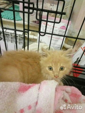 Рыже персиковый красавчик