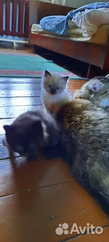 Отдам котят. Кошечки, пушистые. Возраст почти два