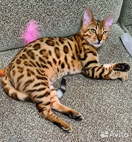 Бенгальская кошка