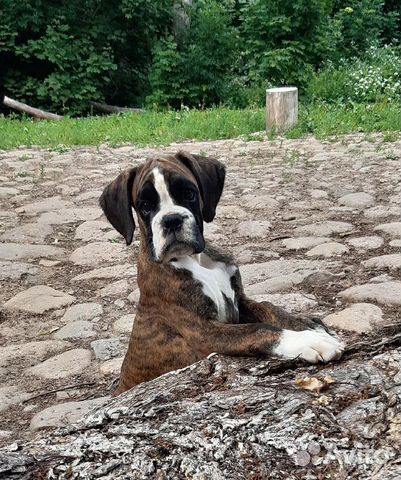 Щенок немецкого боксера - тигровая девочка