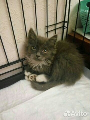 Очень мягкая и пушистая девочка