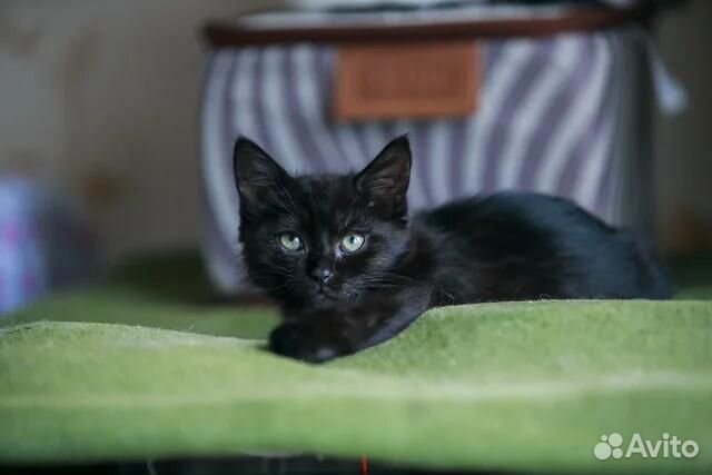 Кошки