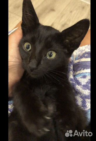 Отдам котенка