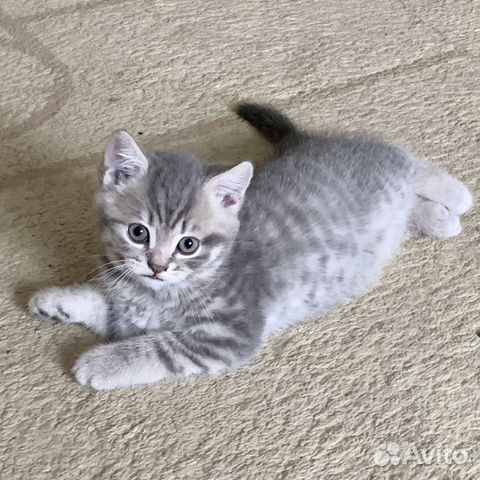 Шотландские котята