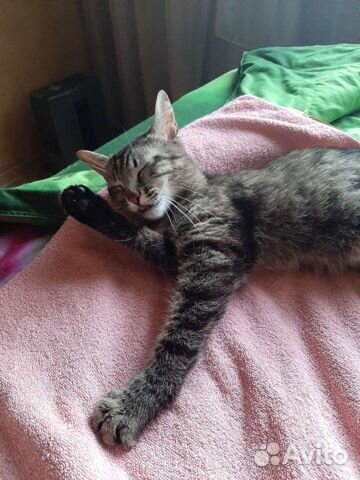 Кошка в дар