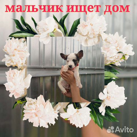 Щенок мальчик с ладошку