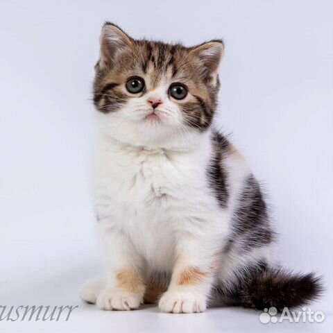 Котик тигровый с белым