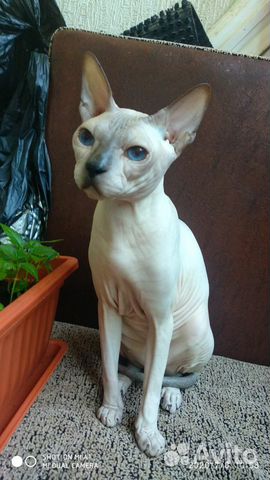 Вязка кошек