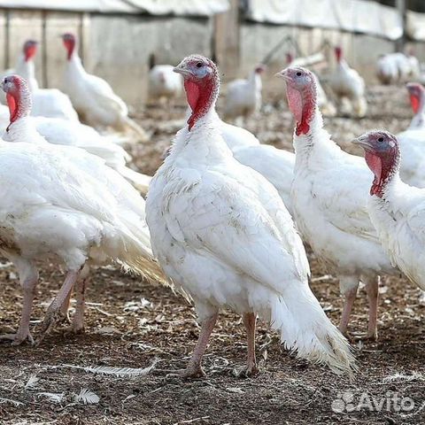 Индюки индюшки индейки