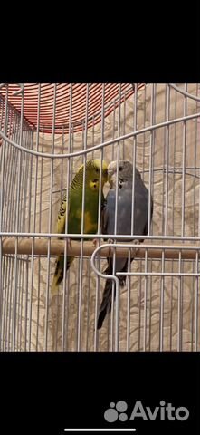 Отдам волнистых попугайчиков