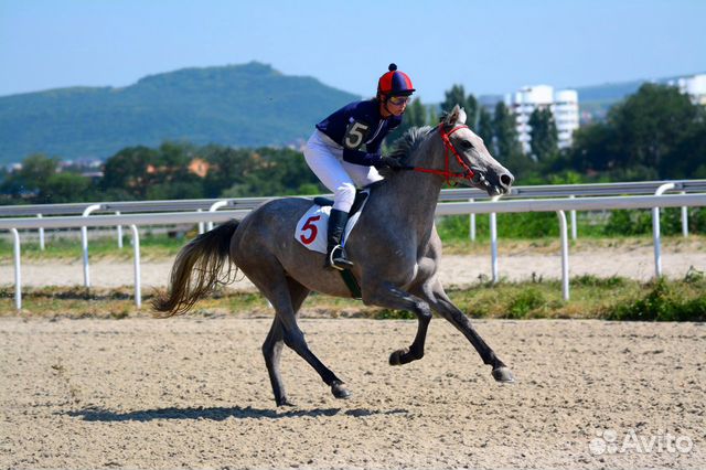 Арабская кобыла 2019 гр