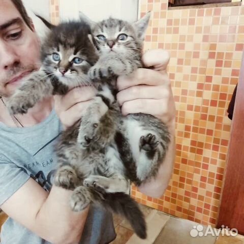 Маленькое счастье ищет дом